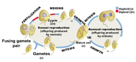 Biology Chapter 27 Diversification Eukaryotes Protists Flashcards
