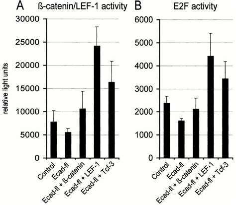 Upregulation Of β Catenin Activity Rescues E Cadherinmediated Growth