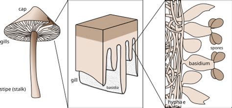 Basidium Wikipedia