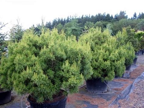 Best Images About Conifers On Pinterest Trees And Shrubs Deer And Pine