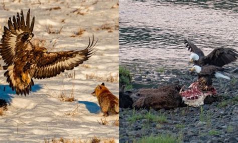 Hawk Vs Eagle Size