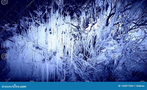 Ice Cicles Stock Image Image Of Reminds Beauty Proud 135877569