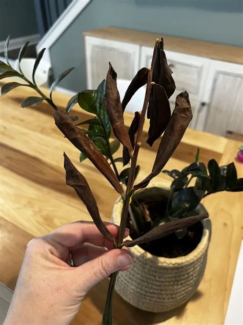 How Do You Know When A Zz Plant Is Dying Keep Your Plants Alive