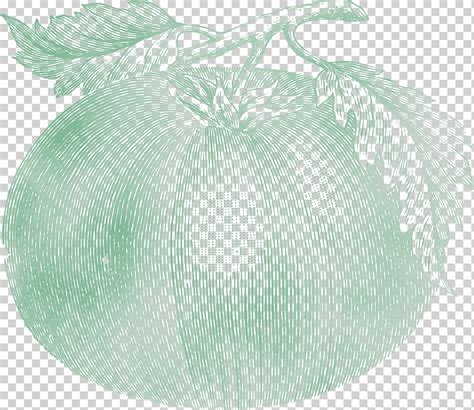 야채 수채화 페인트 젖은 잉크 과학 생물학 식물 구조 정 잎 꽃병 녹색 식물 Png Klipartz