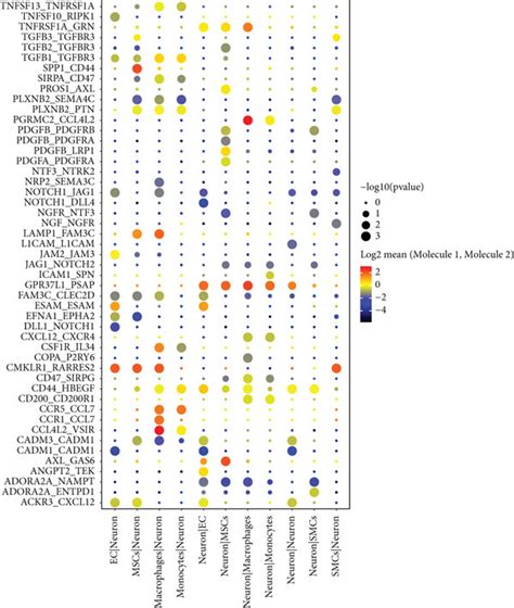 Analysis Of Cellular Communication Between Different Cell Subsets