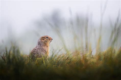 Gopher Sits In The Grass And Looks Into The Distance Kamchatka Russia