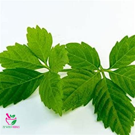 Dried Jiaogulan Powder Thailandorigin Vegan Friendly 100 Grams 100