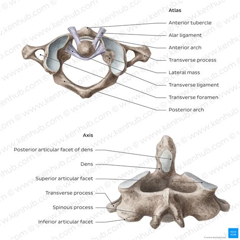 Vertebral Column Anatomy Vertebrae Joints And Ligaments Kenhub
