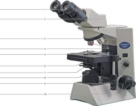 Laboratory Exercise 4 Diagram Quizlet