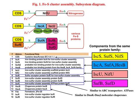 Ppt Subsystem Fe S Cluster Assembly Powerpoint Presentation Free Download Id 2997007
