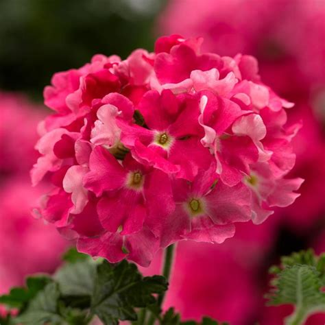 Verbena Lanai® Compact Candy Pink Verbena Garden Center Marketing