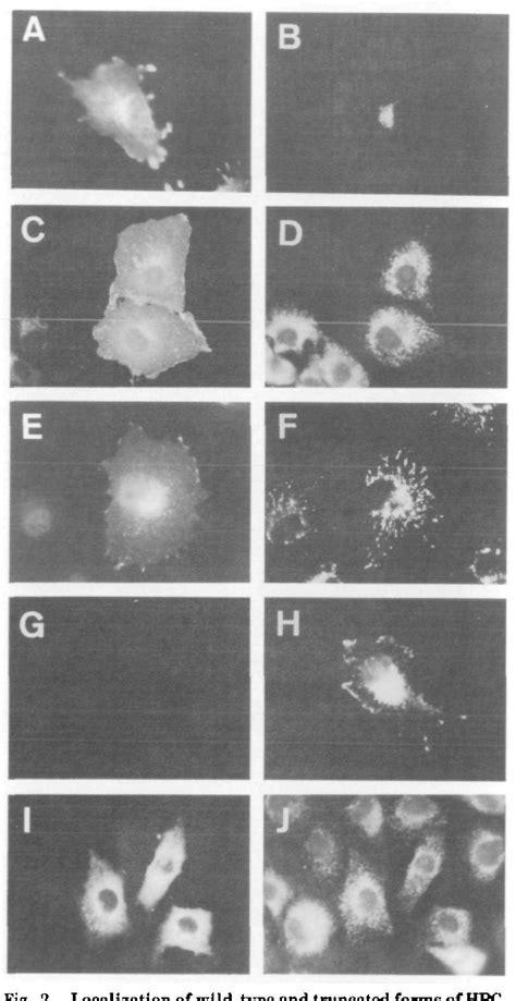 Figure 1 From Important Roles Of The C Terminal Portion Of Hpc 1