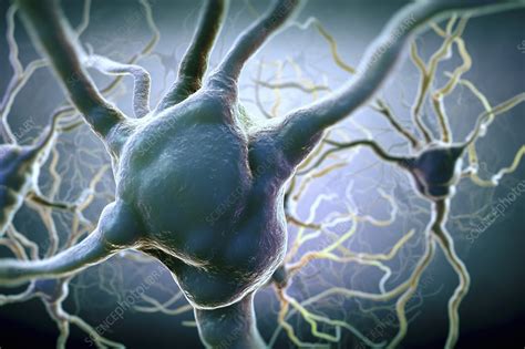 Neuron Artwork Stock Image C020 3471 Science Photo Library