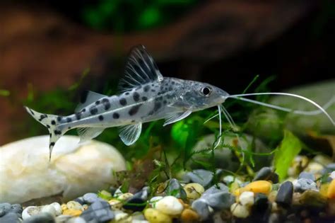 Aquarium Catfish Types Fishkeeping World