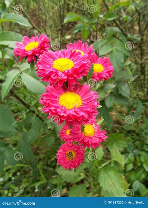 Flor Dos Mums Ou Flores Dos Crysanthemums Imagem De Stock Imagem De Perfumado Folha 101927235