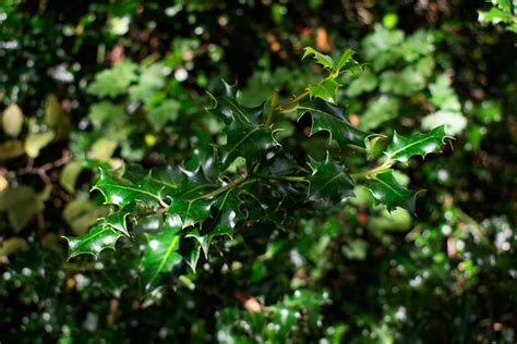 Azevinho Planta Natal Foto Gratuita No Pixabay Pixabay