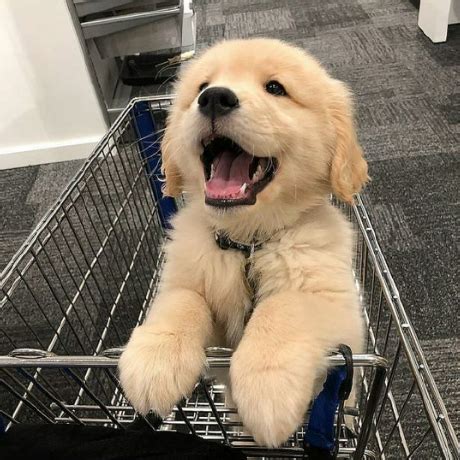 GitHub Step kakao tech campus Team FE 카테캠 기 번개 지향 볼링 모집 커뮤니티 번개볼링 의 프론트엔드 레포지토리입니다