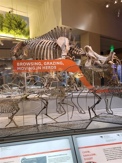 Brontothere By Xela The Conqueror On Deviantart