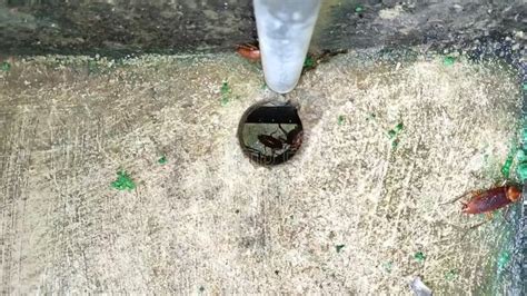 Cockroach Nest Stock Footage Video Of Biology Animals 339743328