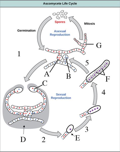 Ascomycete Life Cycle
