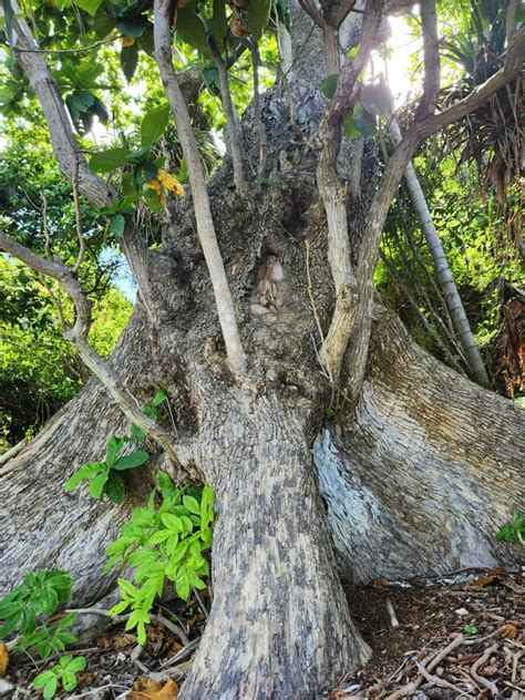 Watching Heritage Trees And Seabirds In Con Dao Vietnam Vn