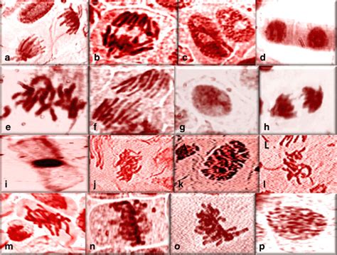 The Picture Showing The Abnormalities In Cell Division Of A Cepa A