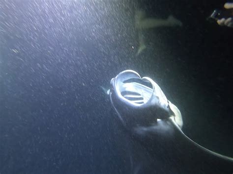 Big Island Divers Kailua Kona 2019 All You Need To Know Before You Go With Photos