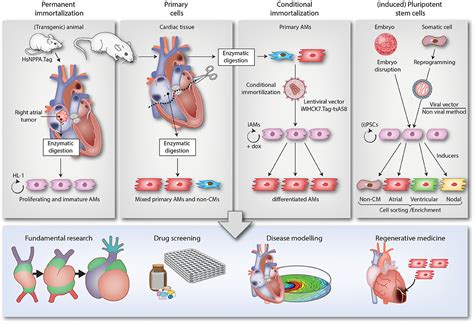 Frontiers Multicellular In Vitro Models Of Cardiac Arrhythmias Focus