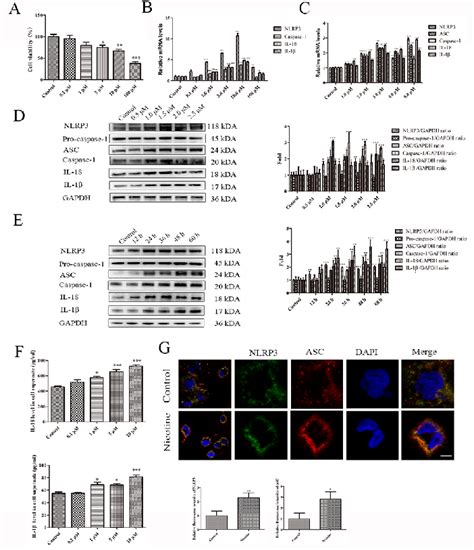 Nicotine Induces Pyroptosis In Thp 1 Macrophages A Detection Of Cell Download Scientific