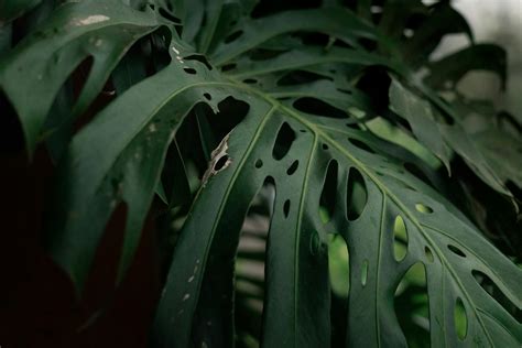 Monstera Deliciosa 나뭇잎 녹색 녹색 식물 녹지 디테일 매크로 몬스테라 무성한 밀림 배경 성장 셀렉티브 포커스 식물 식물 클로즈업