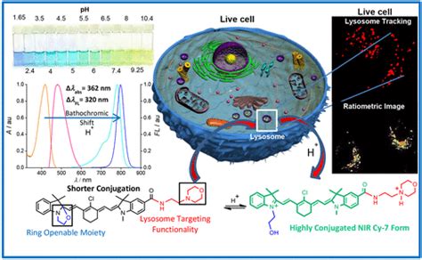 Acidic Ph Activatable Visible To Near Infrared Switchable Ratiometric Fluorescent Probe For Live