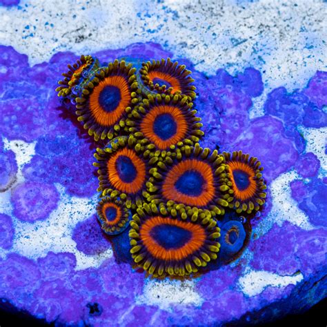 Tidal Gardens Jungle Juice Zoanthids