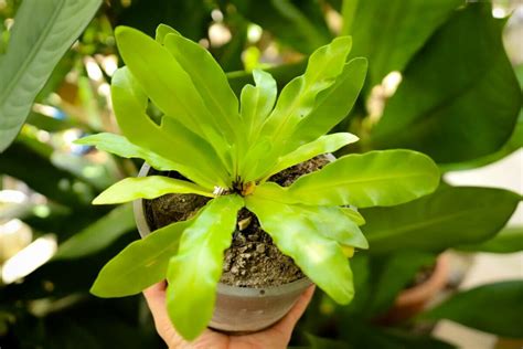 Bird Nest Fern Moisture Meter At Frank Jimenez Blog