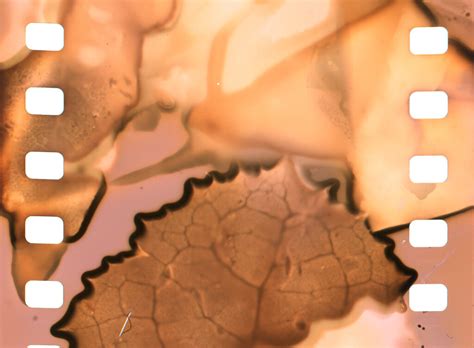 Phytogram Experiments In Weeds What Pushes Through 35mmc