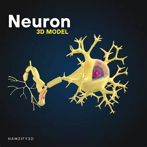 Structure Of Neuron 3d