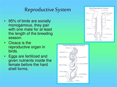 Ppt Birds By Michelle Anderson And Carly Poesch Powerpoint