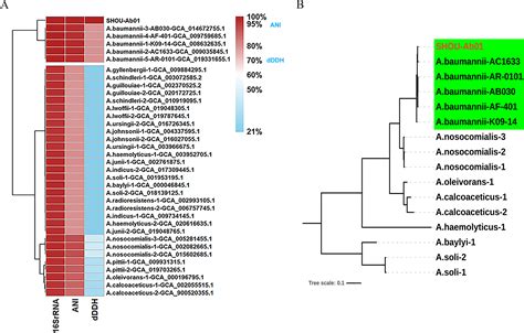 Genome Sequence Of Acinetobacter Baumannii Strain Shou Ab01 Isolated