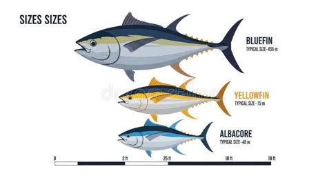 Comparison Of Bluefin Yellowfin And Albacore Tuna Sizes Isolated On
