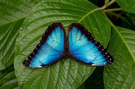 Rare Fossils Reveal The Butterfly ‘tree Of Life Over The Past 100