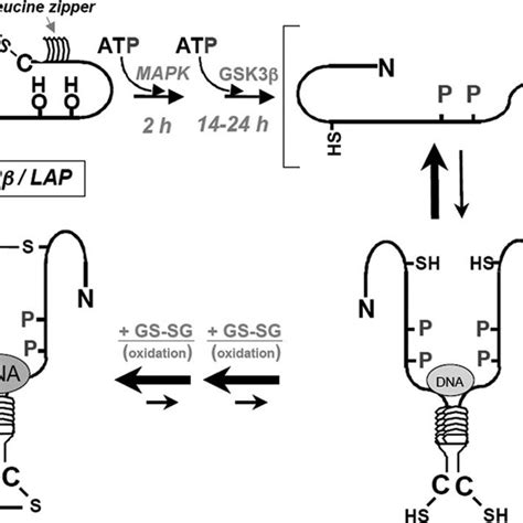 Effect Of Phosphorylation And Dimerization Induced Conformational