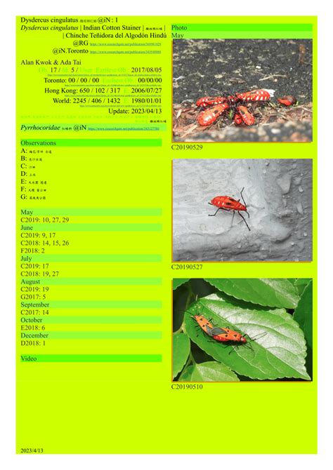 Pdf Dysdercus Cingulatus 離斑棉紅蝽 In
