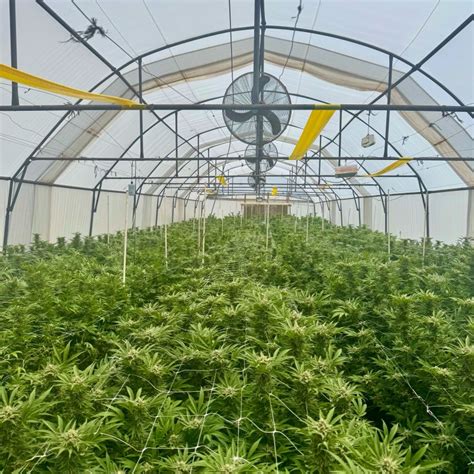 Sustainableagriculture Cannabisfinance Greeneconomy Sanele Radebe