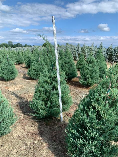 Juniperus Virginiana Burkii Burki Red Cedar Oh