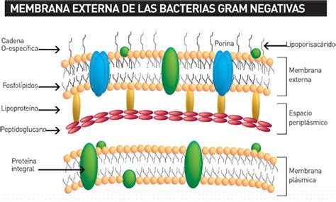 Morfología Bacteriana Estructura De La Pared Celular De Las Bacterias