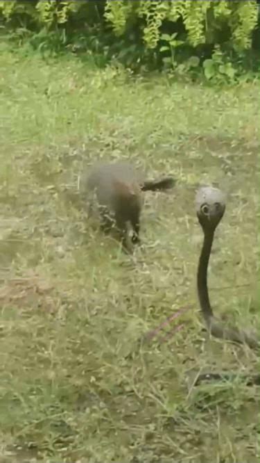 Pin On Jungle Life Pin On Jungle Life