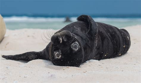 Anim2603 Monk Seal Pup Taking It Easy On The Beach Image Flickr