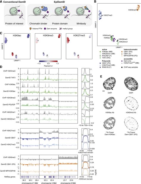 Single Cell Profiling Of Transcriptome And Histone Modifications With Epidamid Pubmed