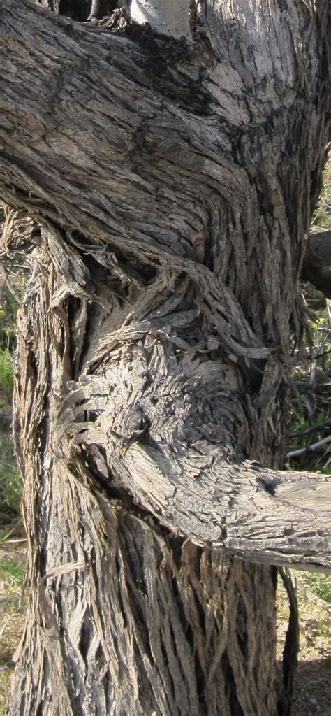 Cannundrums Ironwood Tree