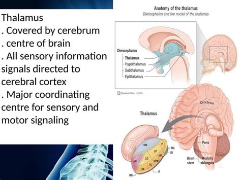 Brain Structure And Its Function Class 10 Pptx Brain And Nervous