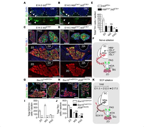 Ablation Of Schwann Cell Precursors Or The Preganglionic Nerves That